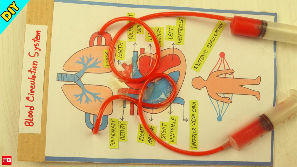 Blood Circulation Working Model School Project - Beginner Life DIY